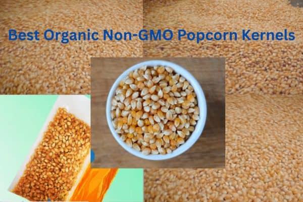 Best Organic Non-GMO Popcorn Kernels: A Detailed Guide